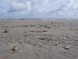 Uncovering the Best Spots to Find Seashells on the Oregon Coast ...