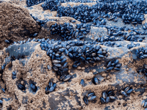 Uncovering the Best Spots to Find Seashells on the Oregon Coast ...