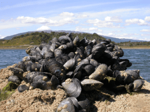 Uncovering the Best Spots to Find Seashells on the Oregon Coast ...