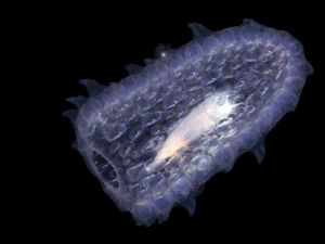 15 Fun Facts of the Mysterious Creatures: Sea Pickles - Oregon Coast ...