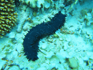 15 Fun Facts of the Mysterious Creatures: Sea Pickles - Oregon Coast ...