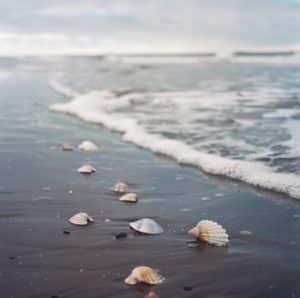 Discover Hidden Gems: Best Oregon Coast Beaches for Seashell Hunting ...