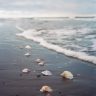 Discover Hidden Gems: Best Oregon Coast Beaches for Seashell Hunting ...