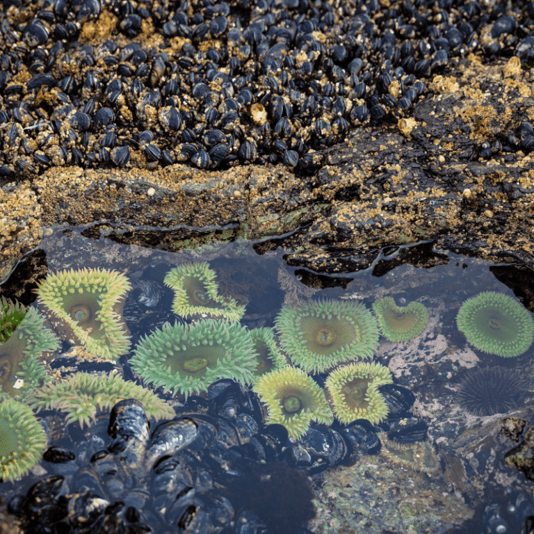 Amazing Wildlife of the Oregon Coast: From Whales to Tide Pools ...