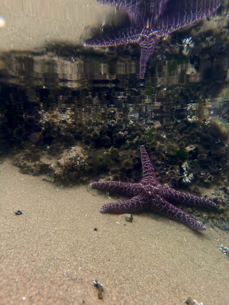 Tidepooling the Oregon Coast: Etiquette 101 + Marine Life to Spot at ...